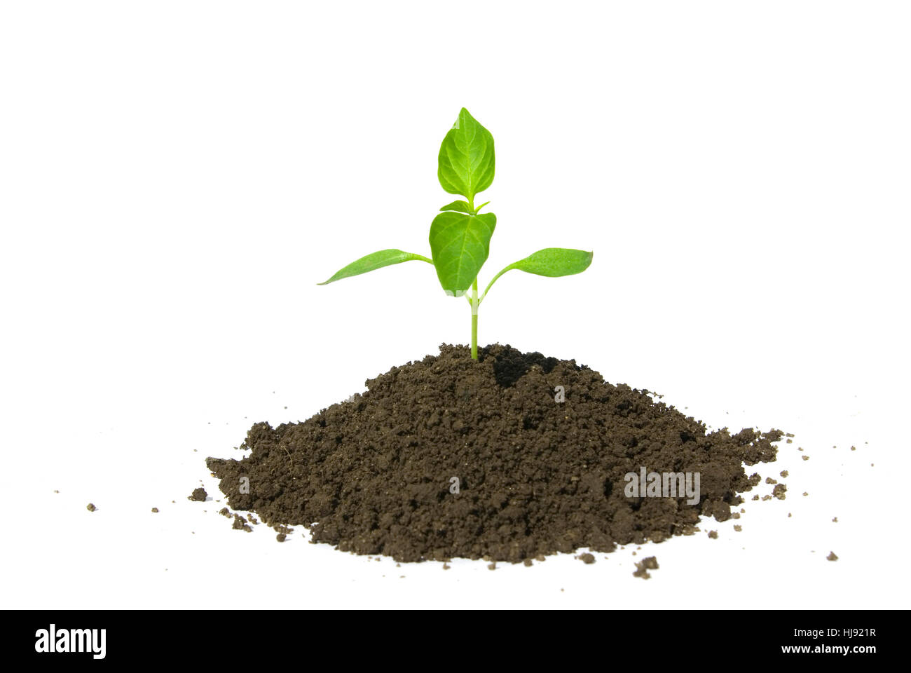 Little green plant on white background Stock Photo - Alamy