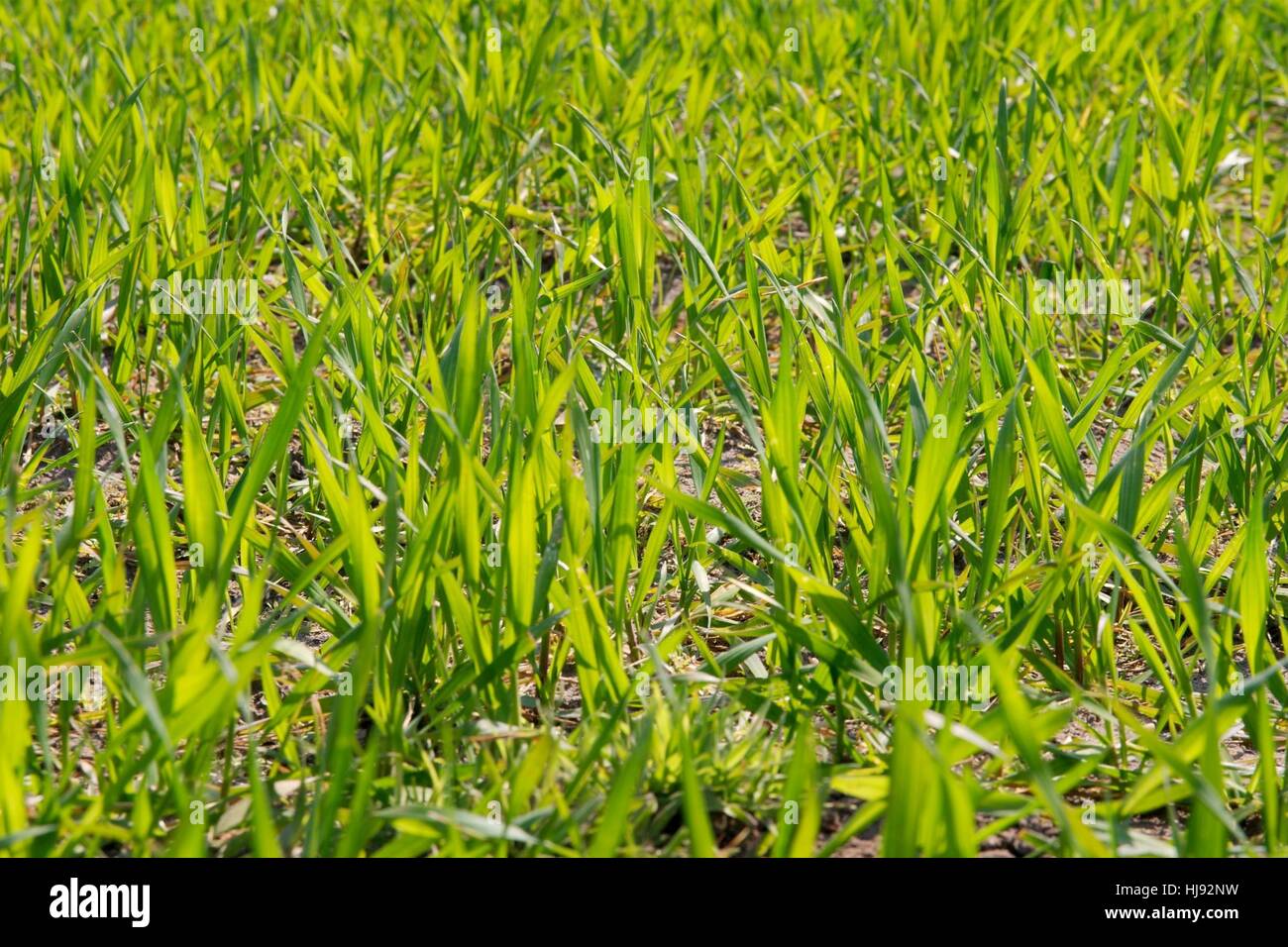 Closeup of a fresh wheat field with small plants Stock Photo - Alamy
