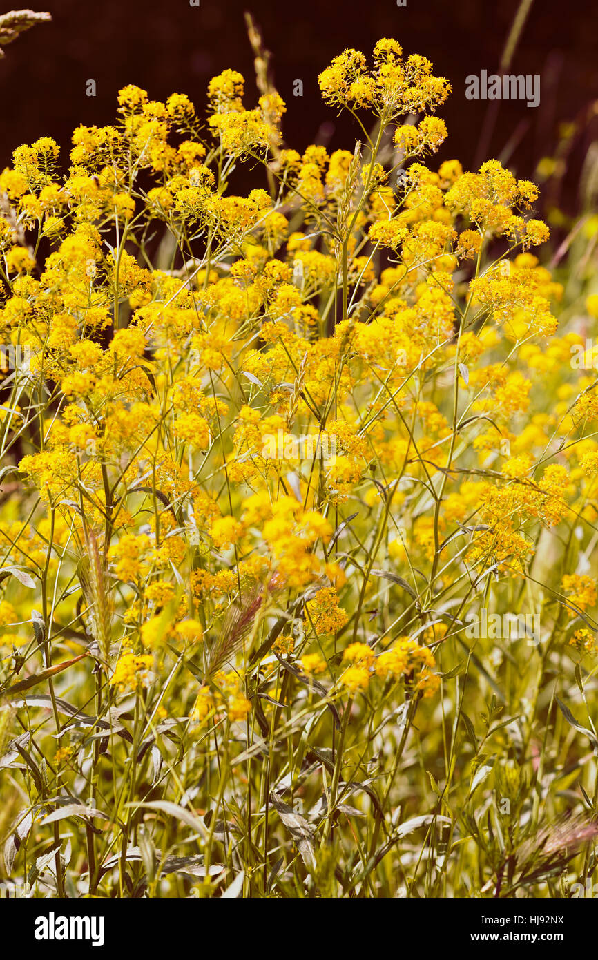 yellow meadow flowers in a field, note shallow depth of field Stock ...