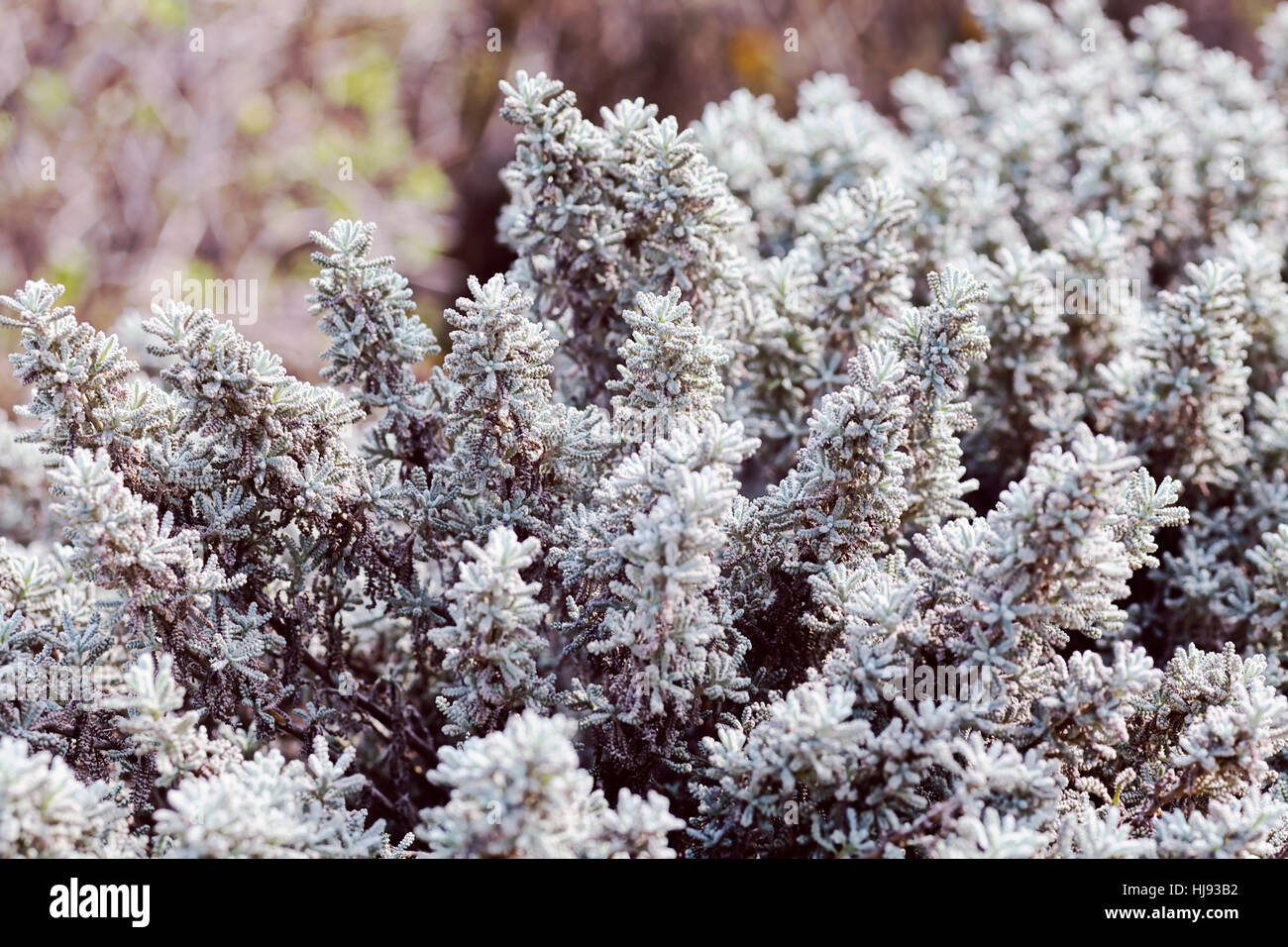 silver bushes in nature, note shallow depth of field Stock Photo - Alamy