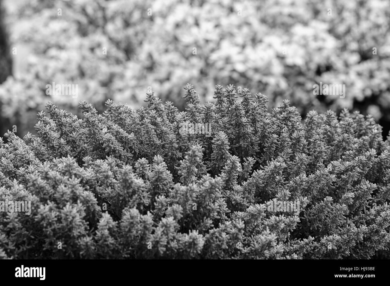 silver bushes in nature with pink background, note shallow depth of ...