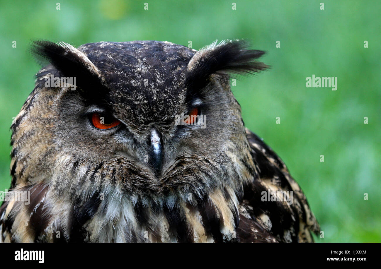 portrait, eye, organ, raptor, look, glancing, see, view, looking ...