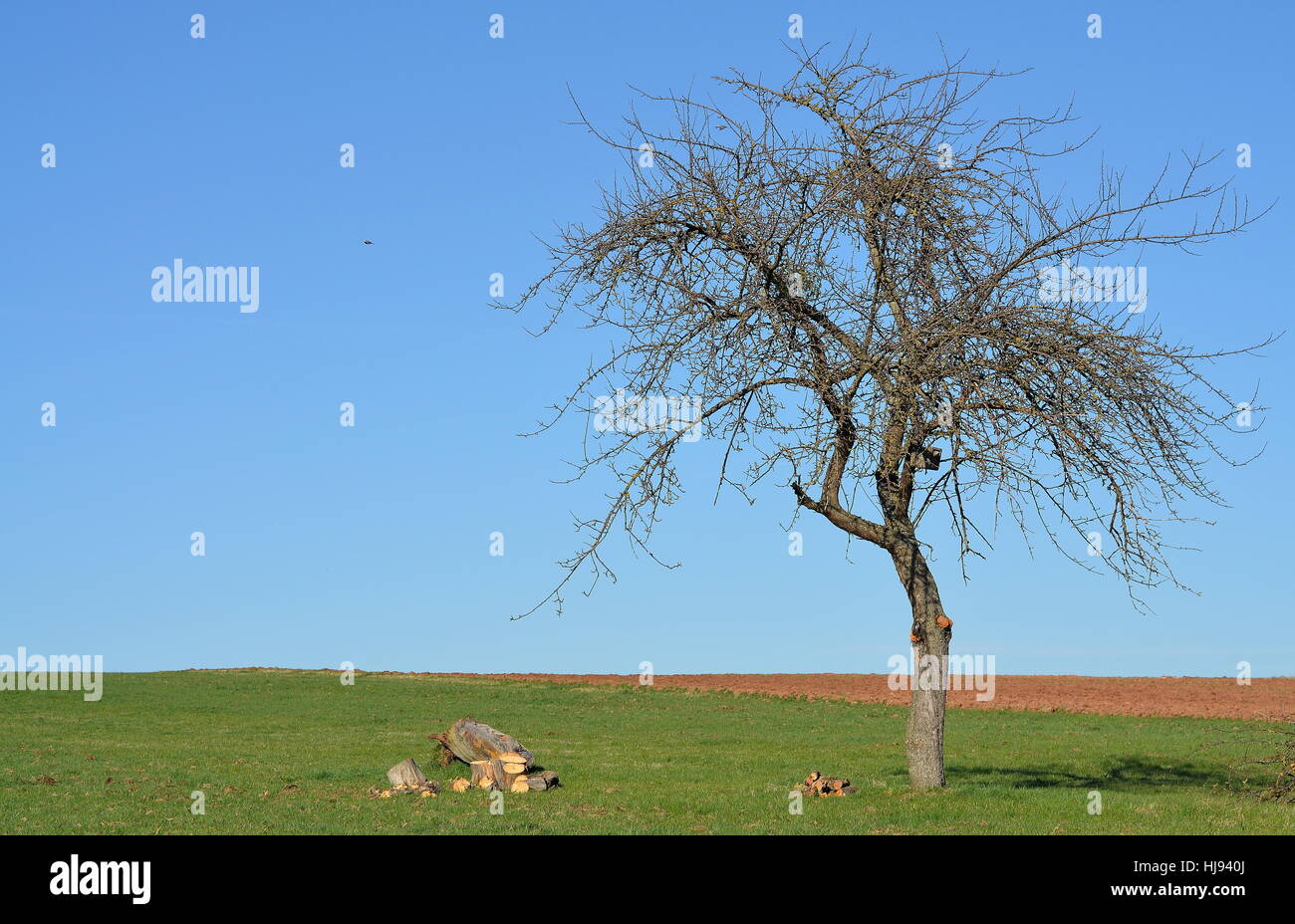 tree, apple tree, fruit-tree, tree-cutting, tree, apple tree, fruit ...