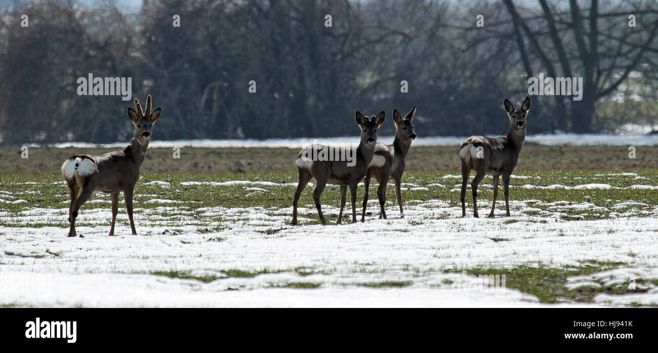 buck, roebuck, deer, hoofed animal, roe, buck, spring, roebuck, deer ...