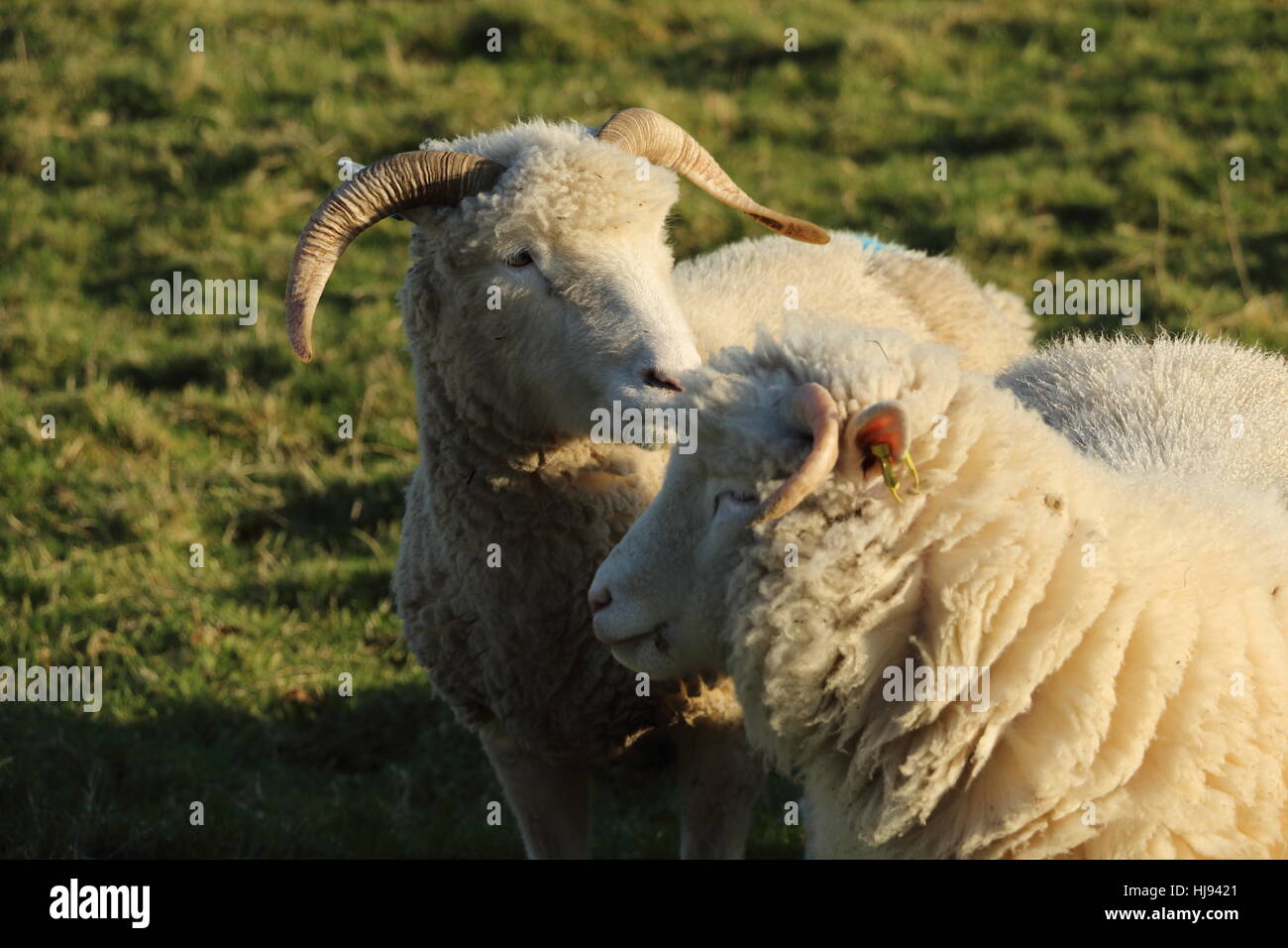 White faced sheep with horns.Two sheep on grassland. Unshorn sheep.Farm ...