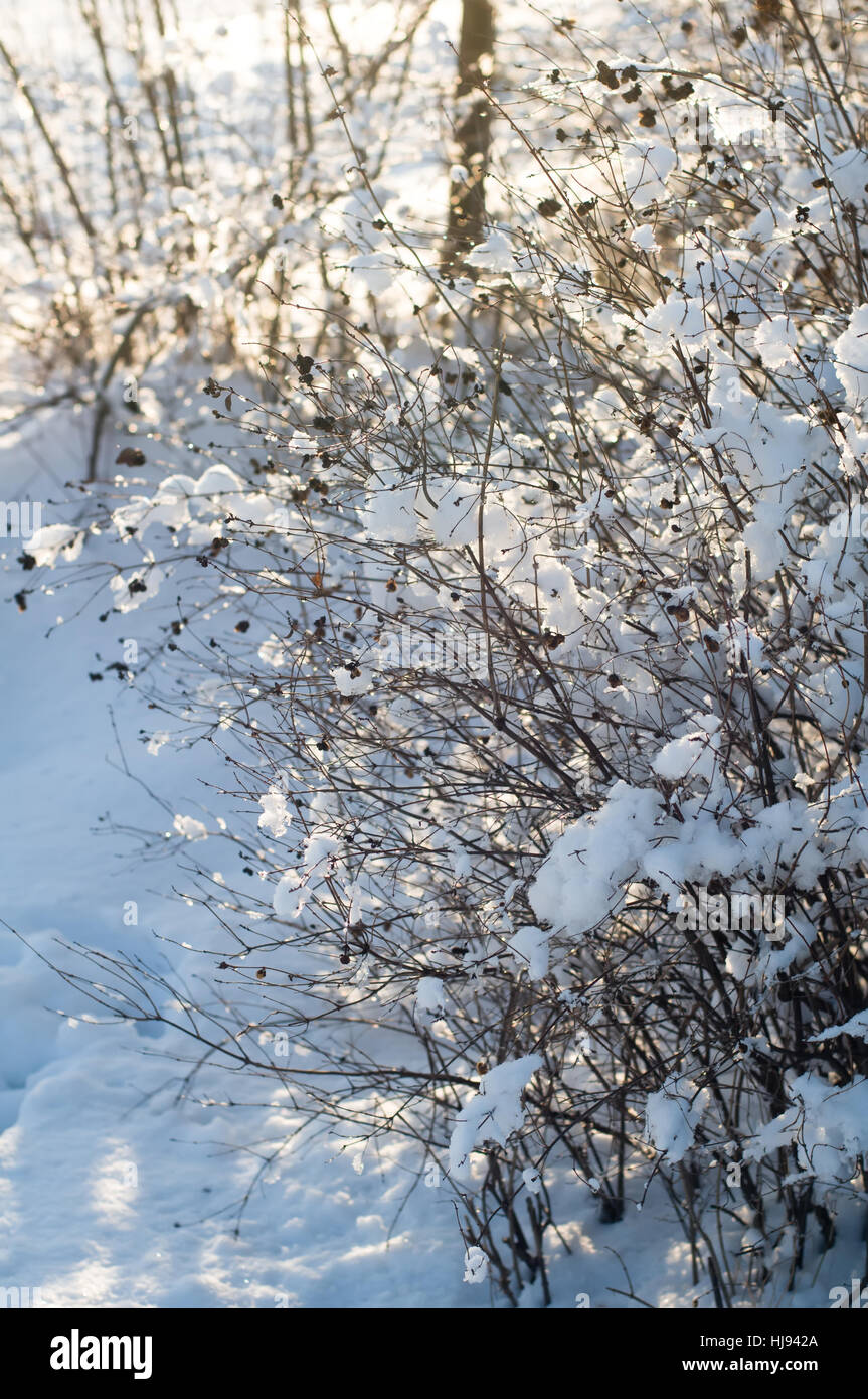 Winter bush with snow on it and backlight sunset Stock Photo - Alamy