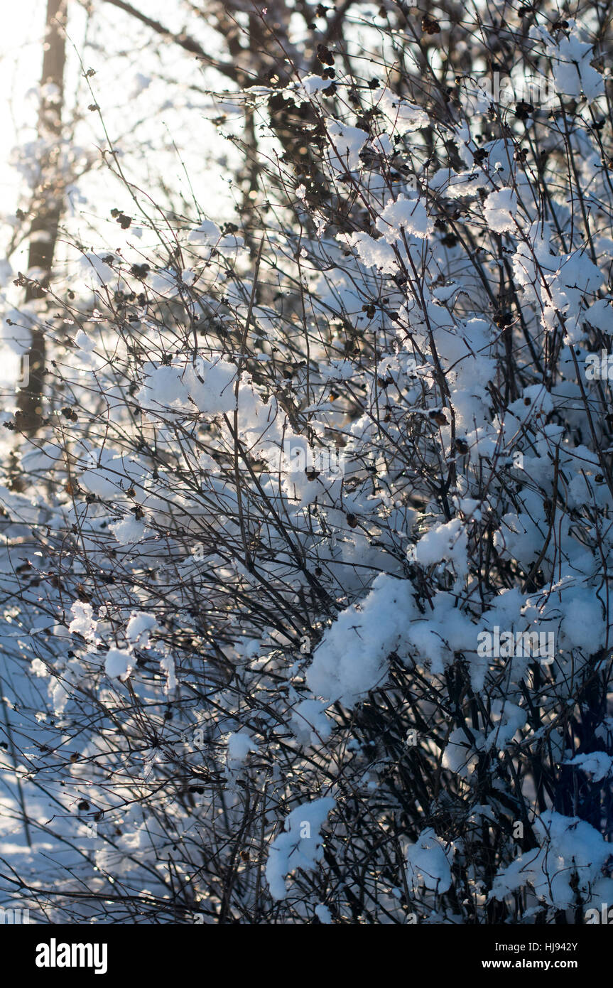 Winter bush with snow on it and backlight sunset Stock Photo - Alamy