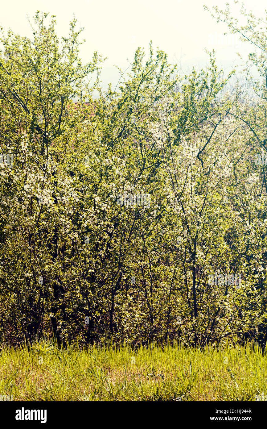 beautiful blossomed bushes in the spring, note shallow depth of field ...