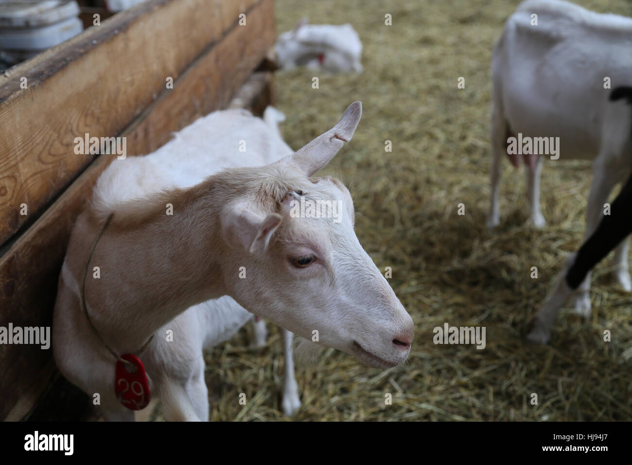 Goat photos hi-res stock photography and images - Alamy