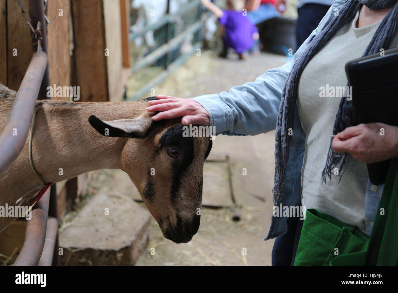 Friendly goat hi-res stock photography and images - Alamy