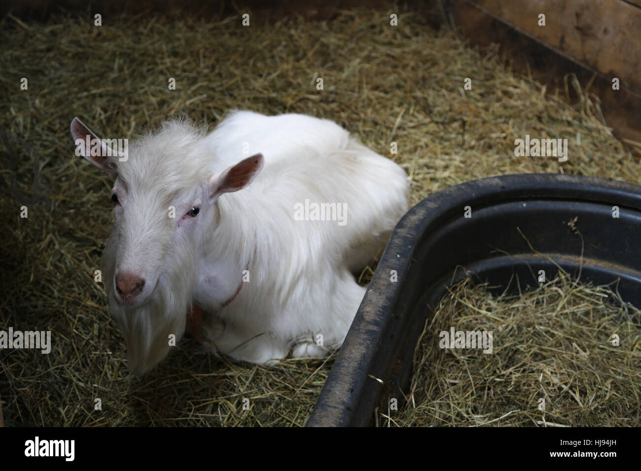 Goat lying down hi-res stock photography and images - Alamy