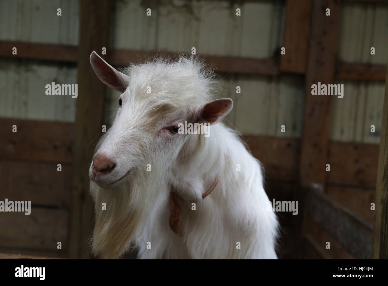 Friendly goat hi-res stock photography and images - Alamy