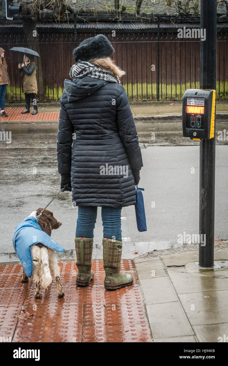 Wait lights dog hi-res stock photography and images - Alamy