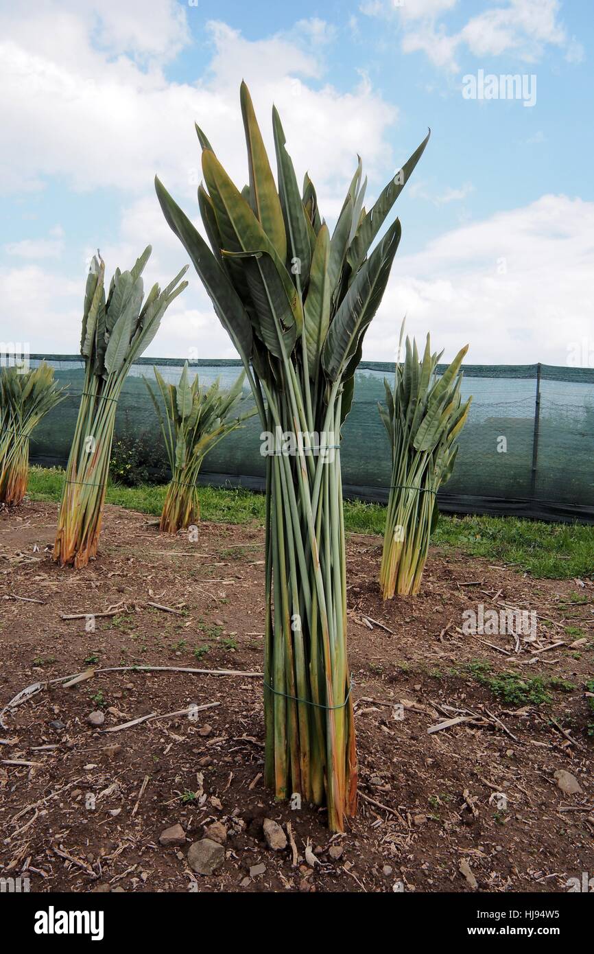 leaf, flower, plant, leaves, agriculture, farming, field, flowers ...