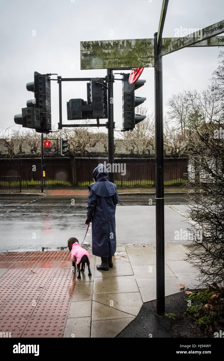 A woman and her dog patiently wait to cross the road at a set of ...