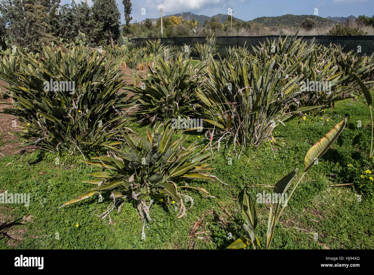 leaf, flower, plant, leaves, agriculture, farming, field, flowers ...
