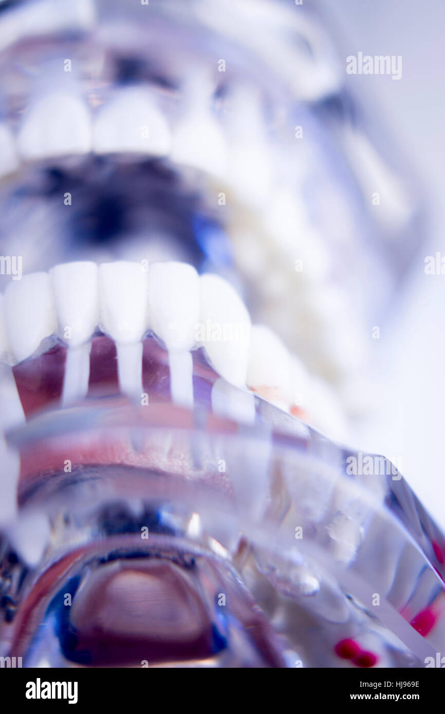 Dentists tooth plastic model used for teaching, learning and patient ...