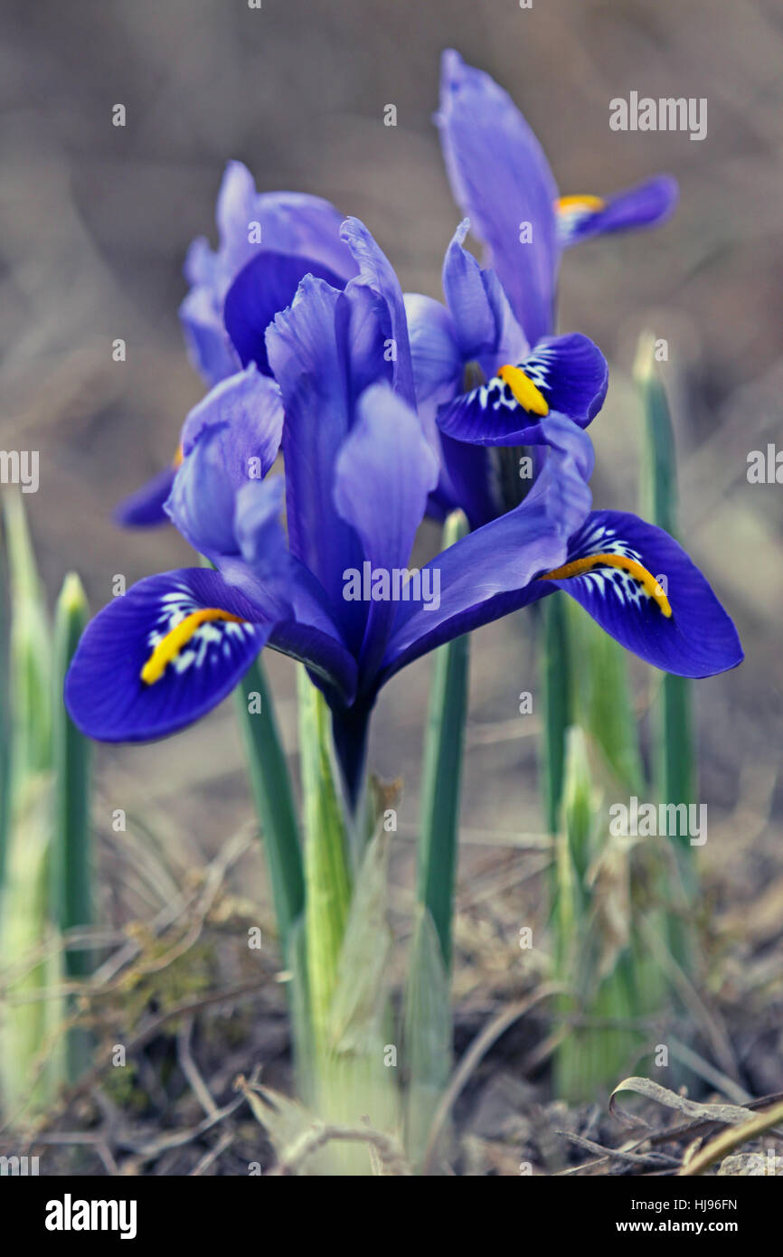 Iridaceae iris reticulata hi-res stock photography and images - Alamy
