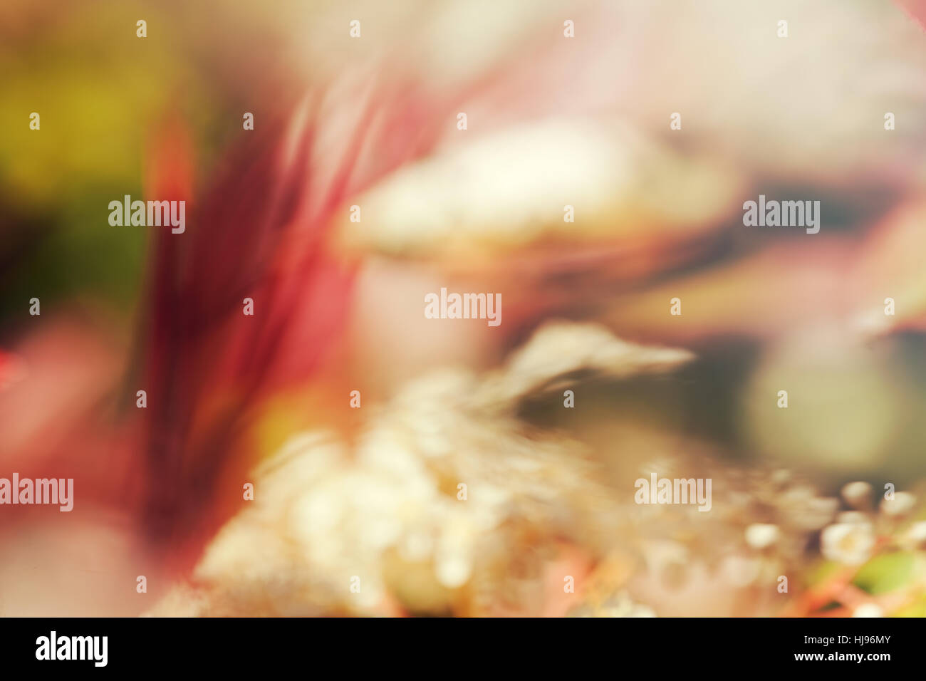 Abstraction pink flower on the dim background, for blurred background ...