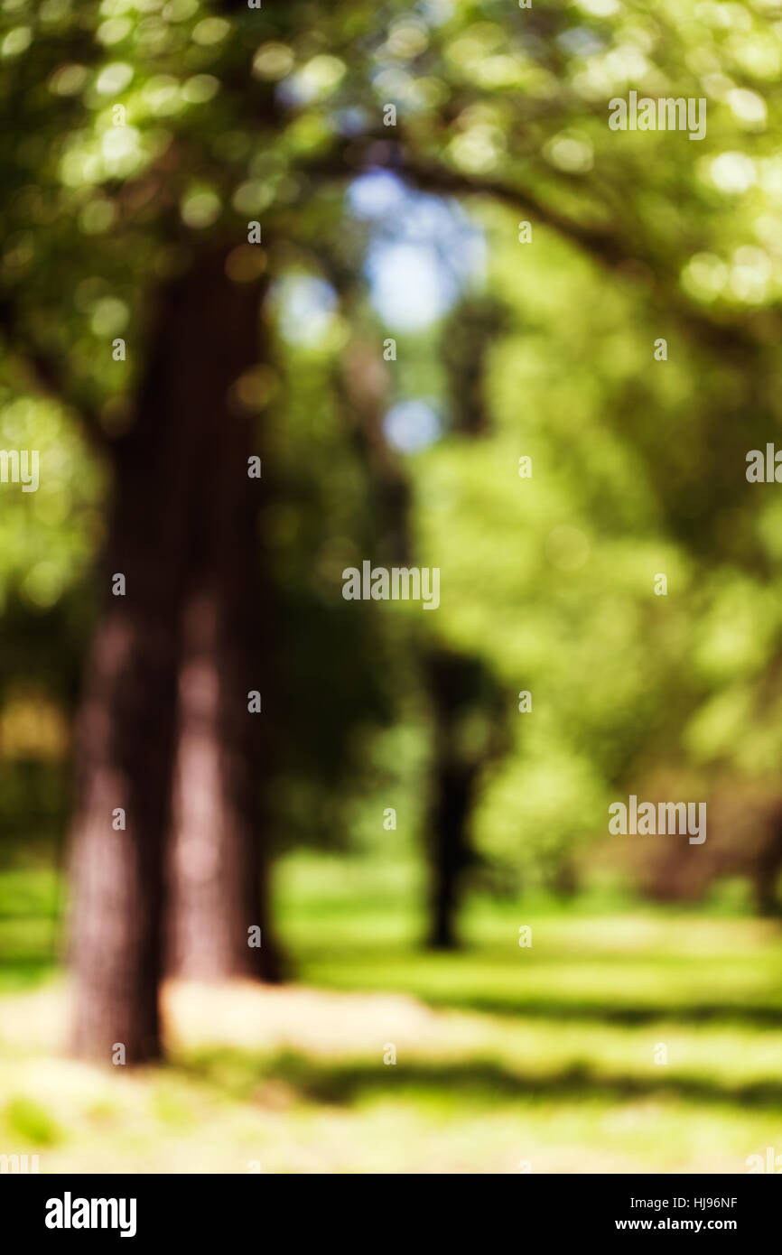 blurry green forest in spring, for blurred background Stock Photo - Alamy