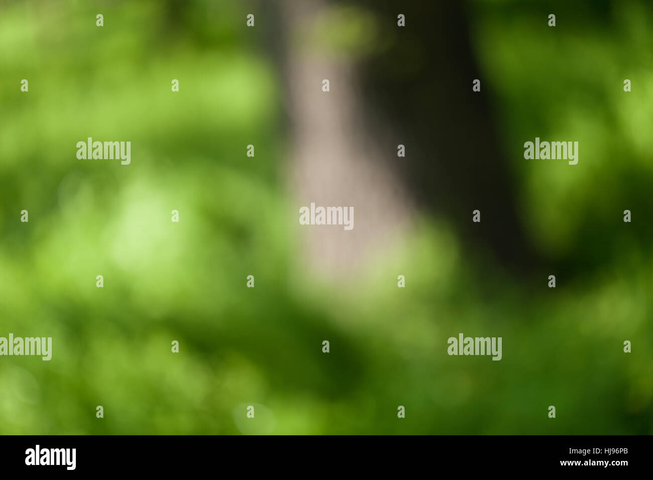 blurry green forest in spring, for blurred background Stock Photo - Alamy