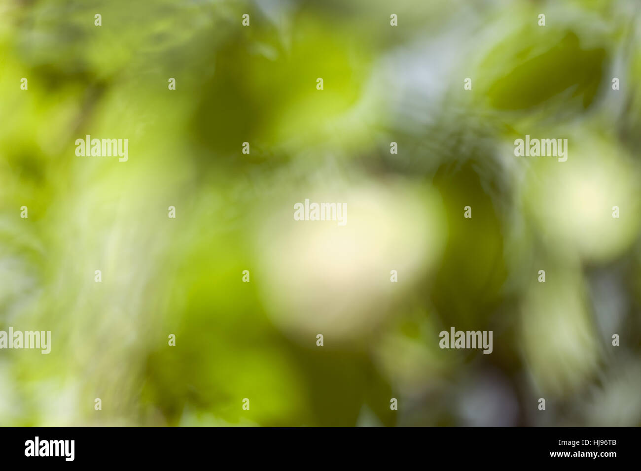 abstract green leaves in nature like a blurry picture, for blurred ...
