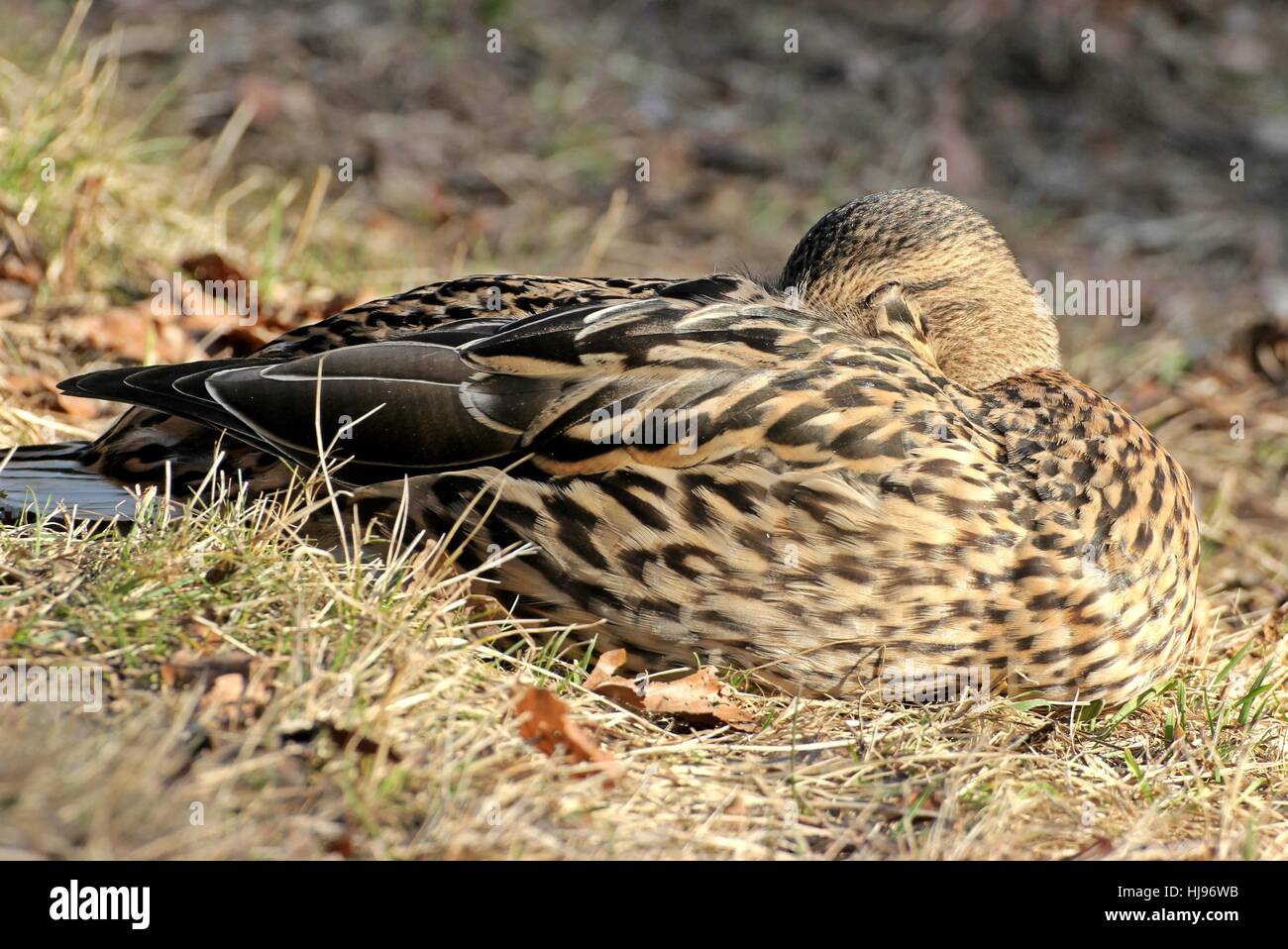 sleep, sleeping, mallard, eye, organ, spring, sleep, sleeping, duck ...