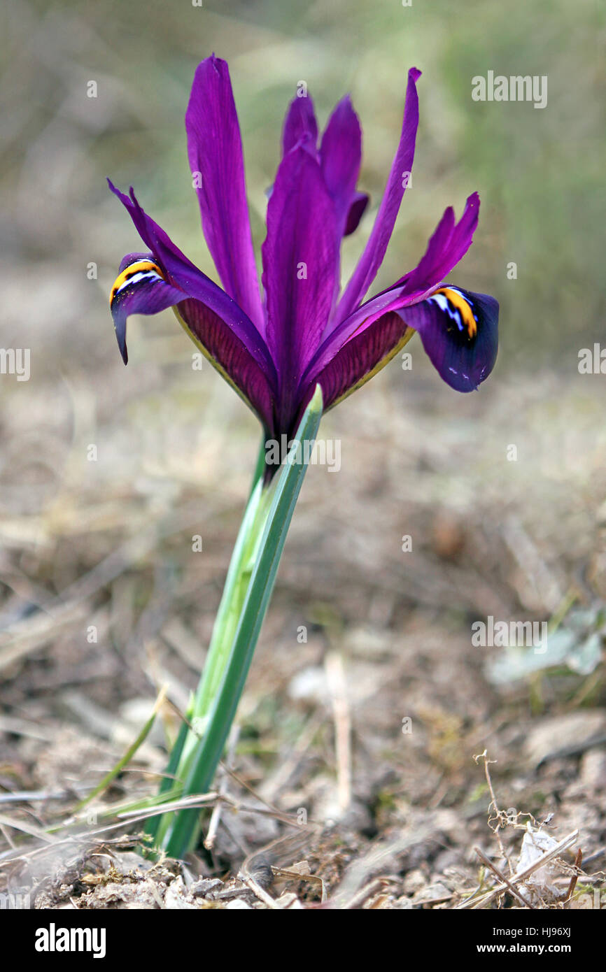 violet, iris, small, tiny, little, short, spring, purple, oblique ...