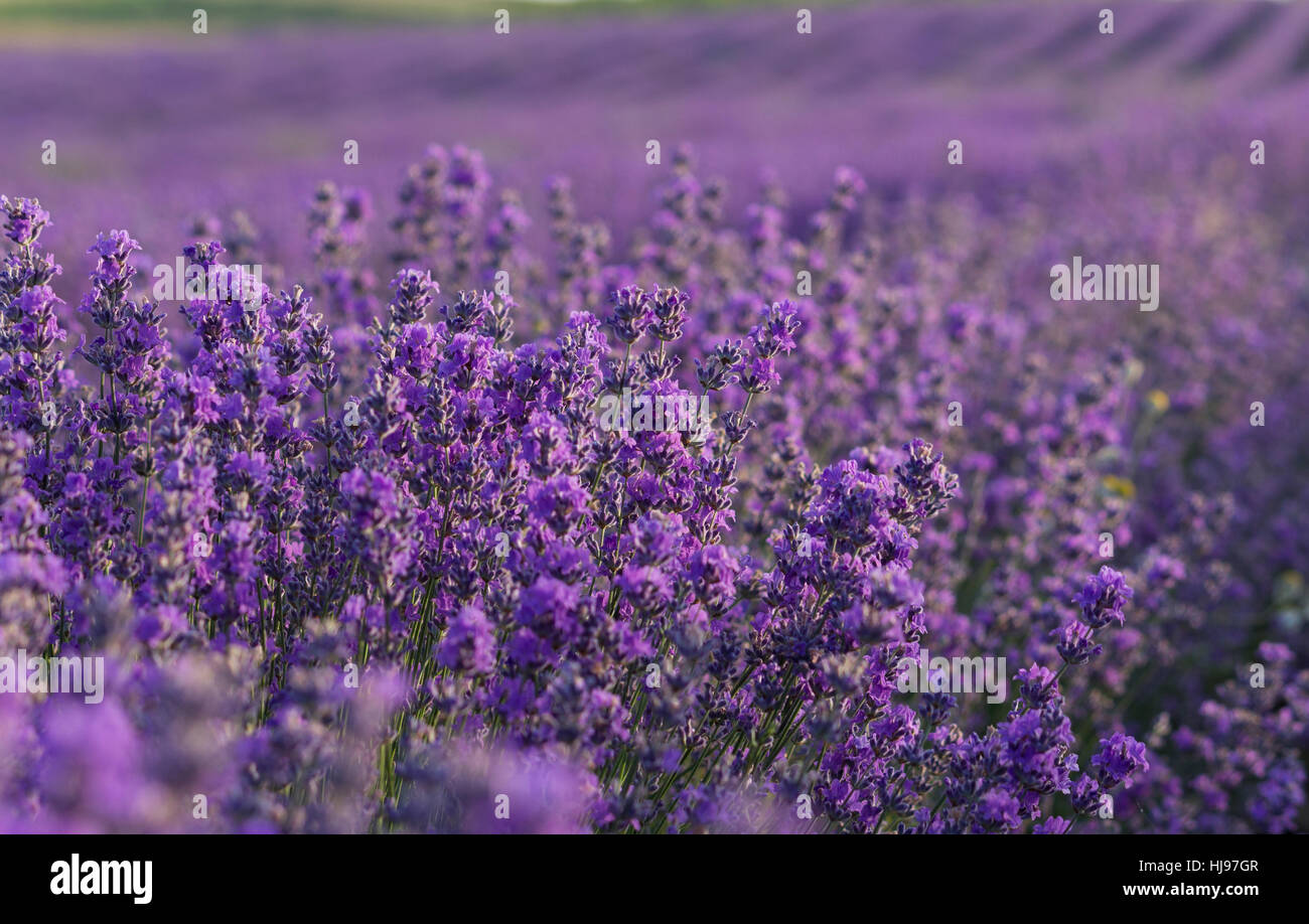 Lavender purple flowers blooming on lavender field in the summer Stock ...