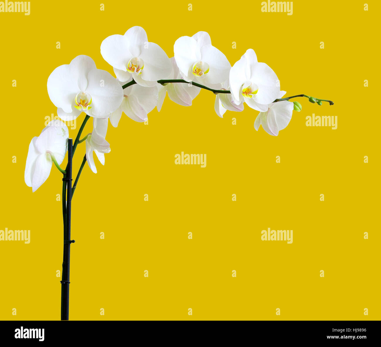 close, present, isolated, closeup, space, flower, plant, bloom, blossom ...