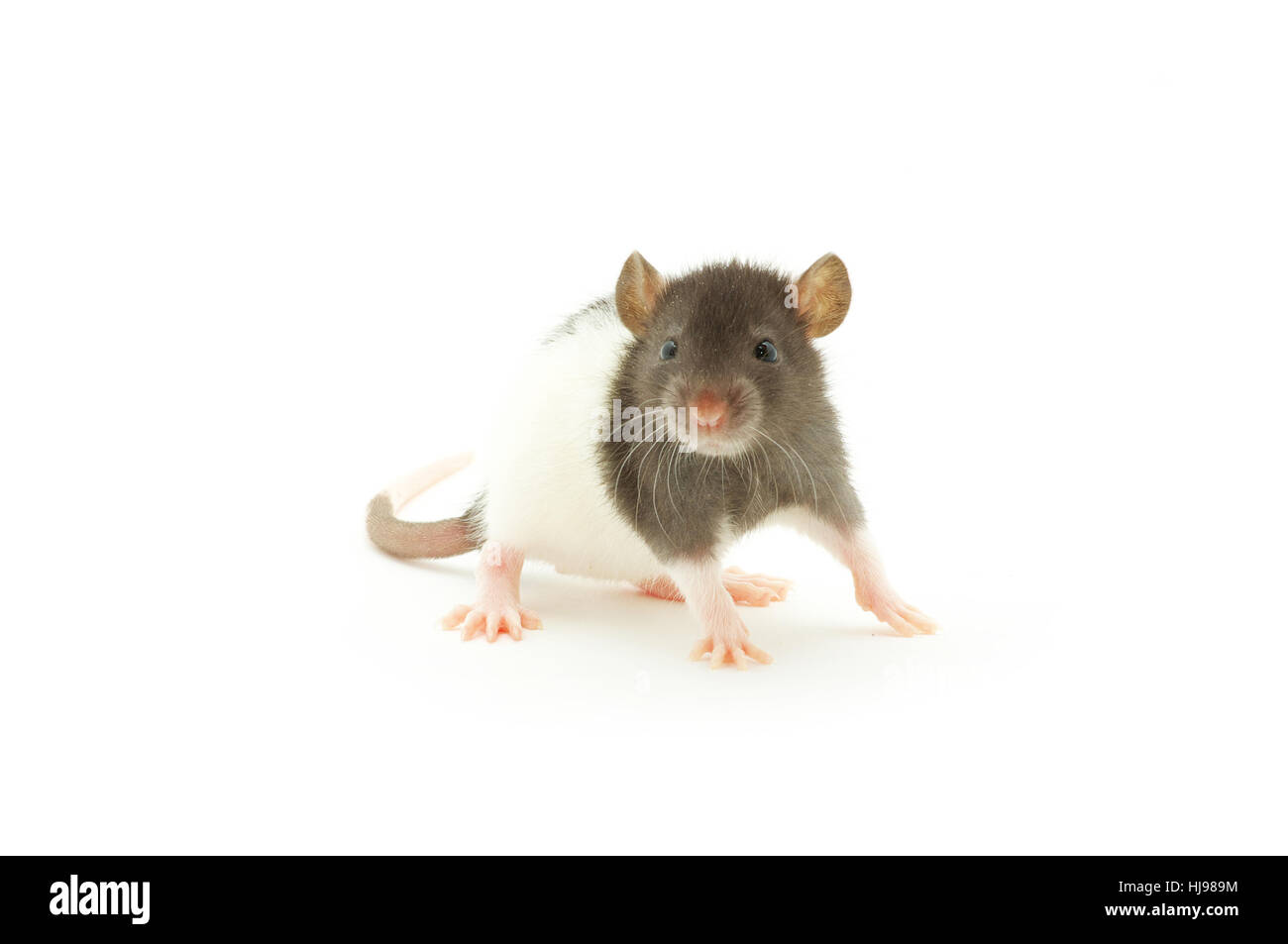 funny rat isolated on white background Stock Photo - Alamy