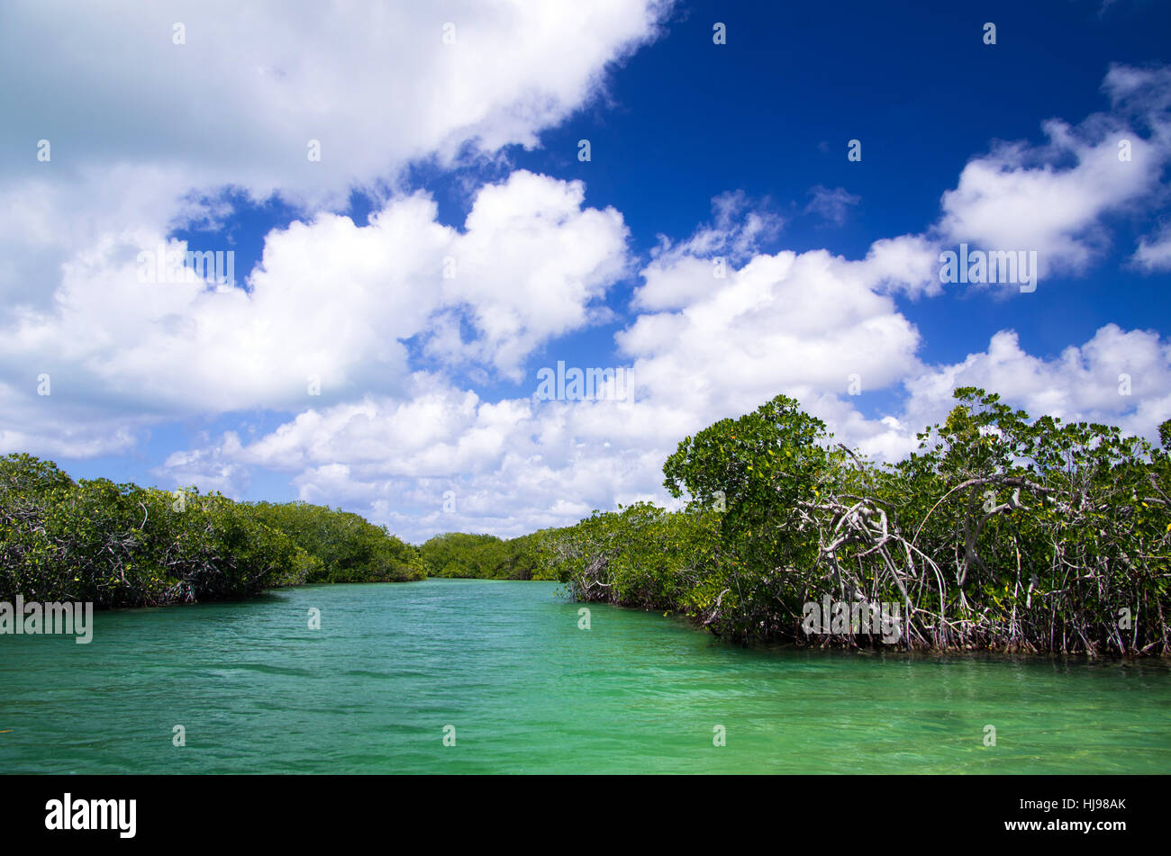 blue, salt, leaf, travel, tree, tourism, swamp, shine, shines, bright ...
