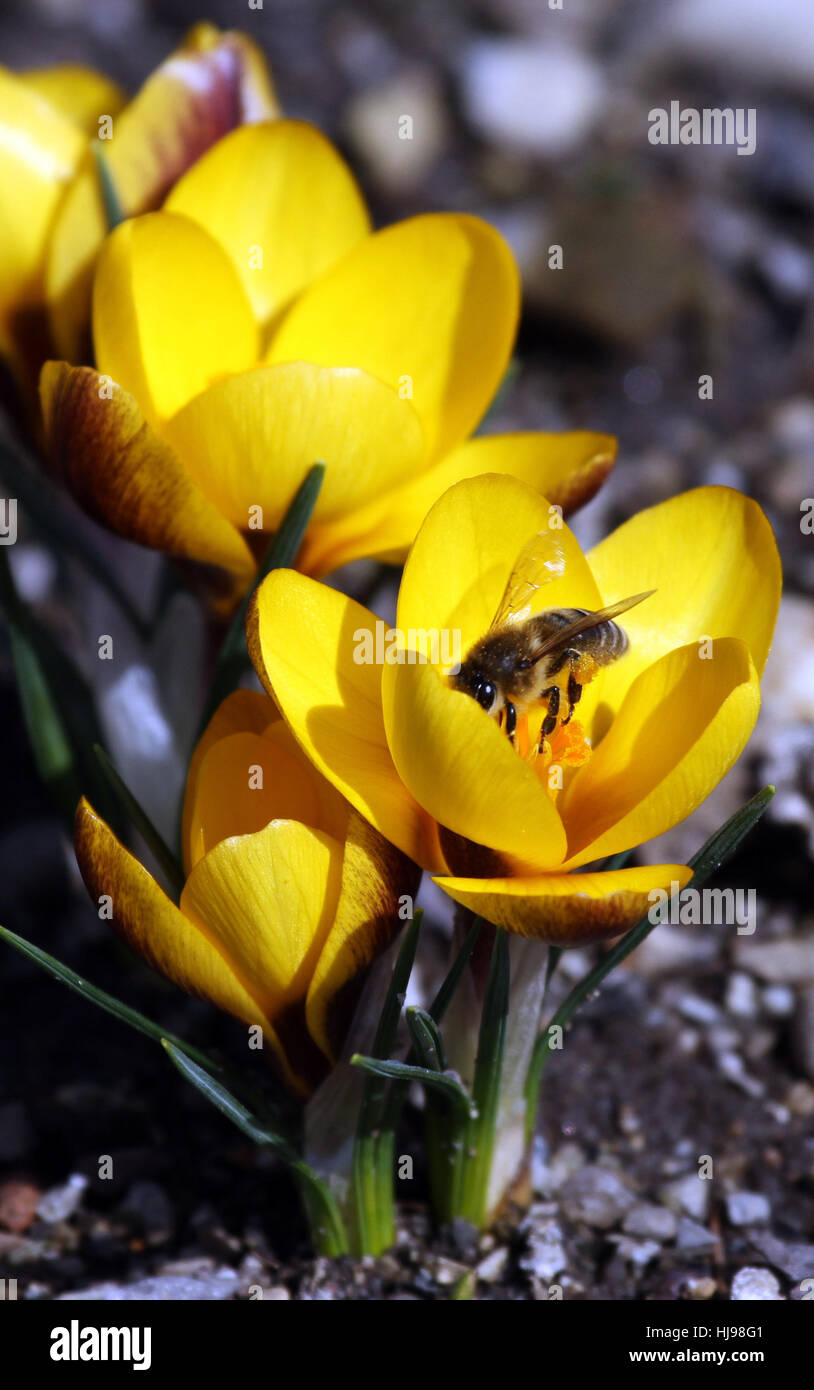 bloom, blossom, flourish, flourishing, spring, crocuses, pollen, nectar ...