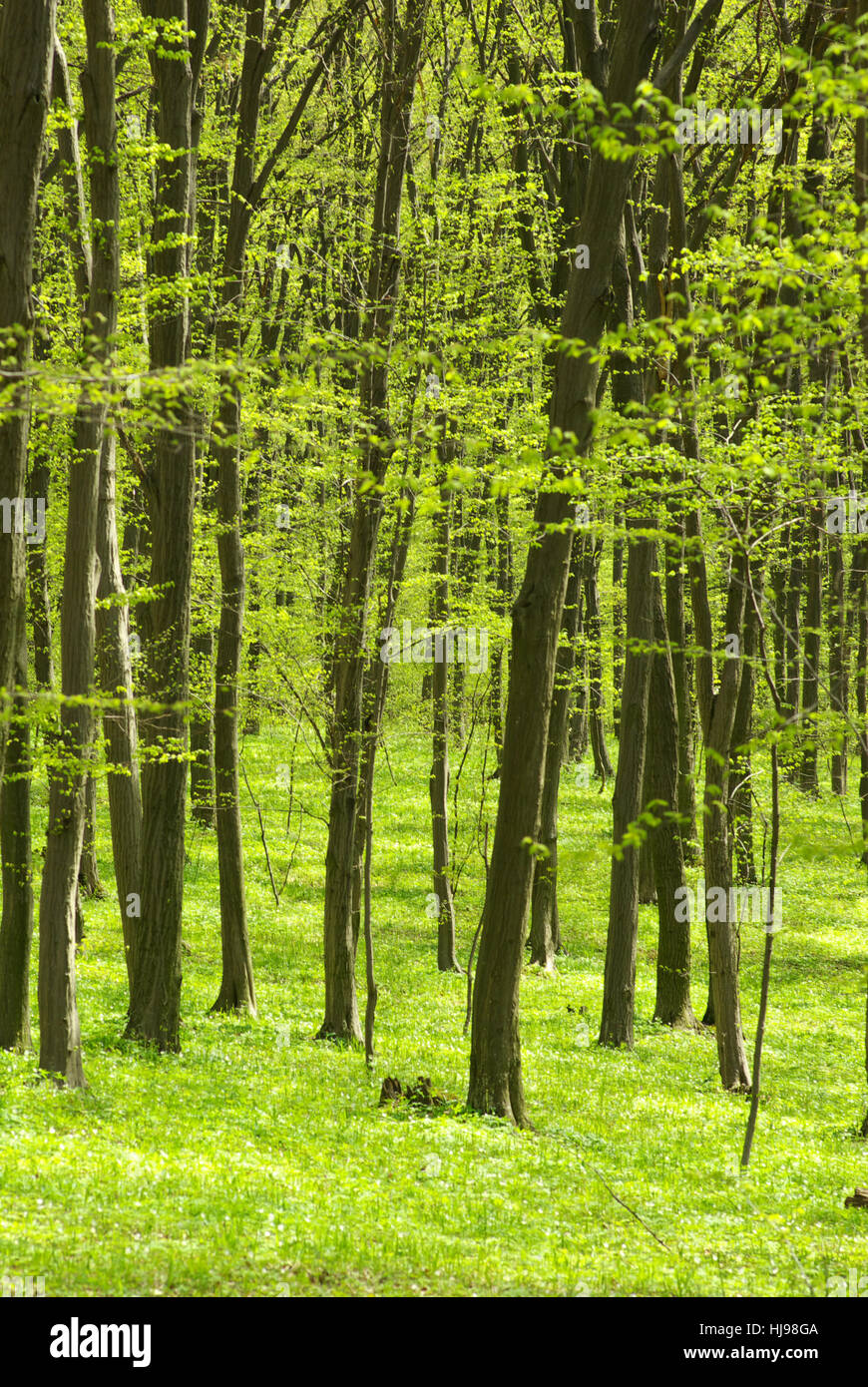 religious, tree, trees, sunbeams, sunlight, magnificence, woods, luxury ...