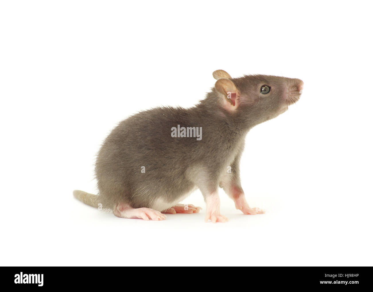 isolated, closeup, animal, mammal, pets, rodent, fur, hairy, shy, nose ...