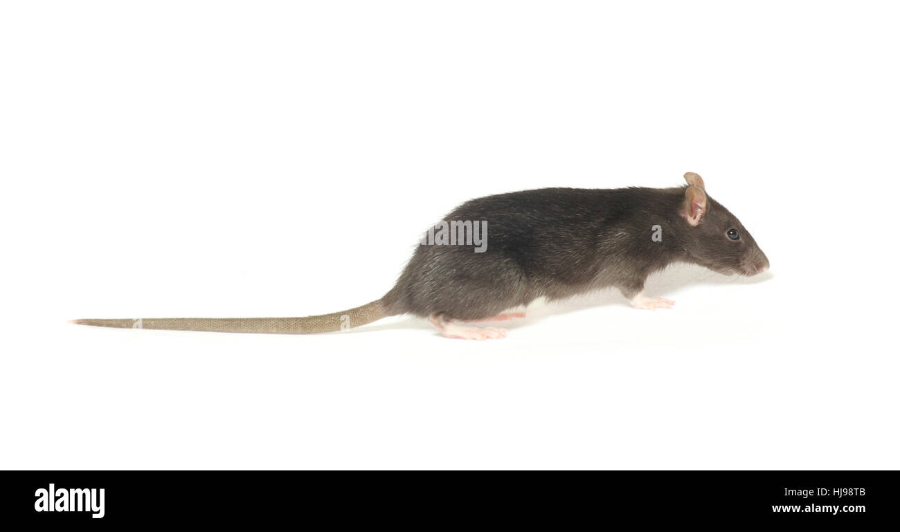 grey rat isolated on white background Stock Photo - Alamy