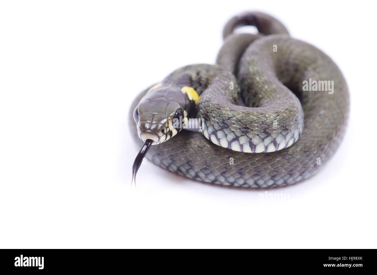 isolated, animal, pet, scrabble, crawling, reptile, black, swarthy ...