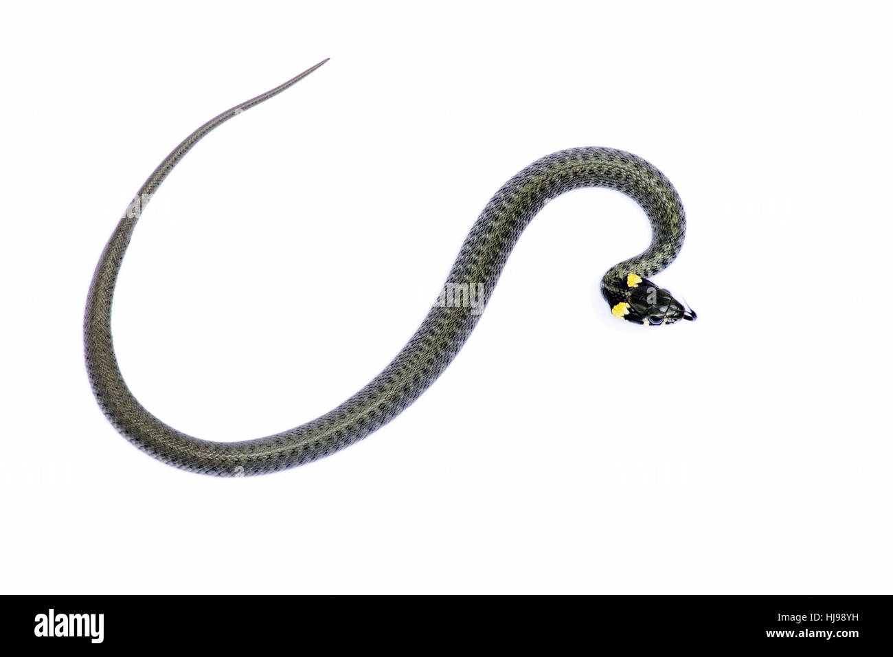 isolated, animal, pet, scrabble, crawling, reptile, black, swarthy ...