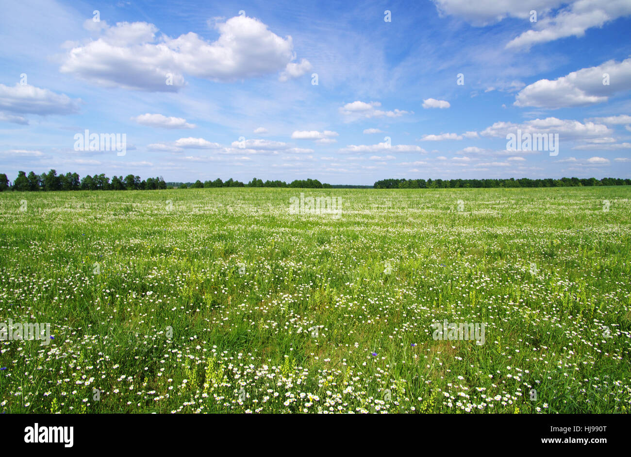 blue, environment, enviroment, horizon, park, flower, plant, sunset ...