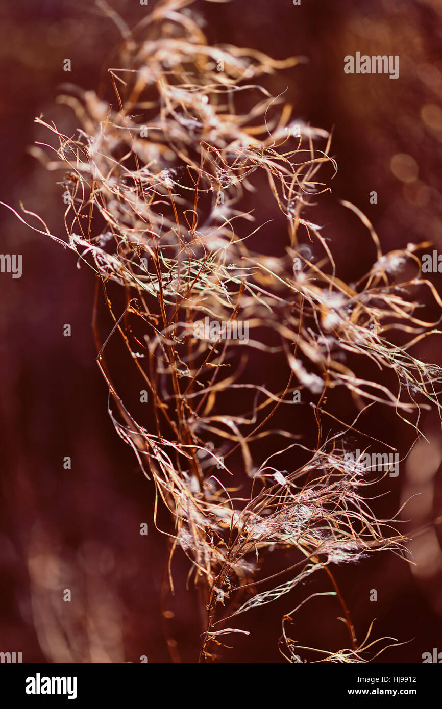 swamp plants ,for blurred background Stock Photo - Alamy