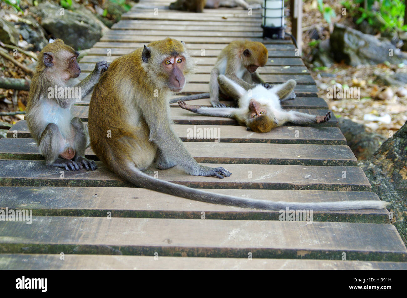 female, animal, face, sad, monkey, indonesia, small, tiny, little ...
