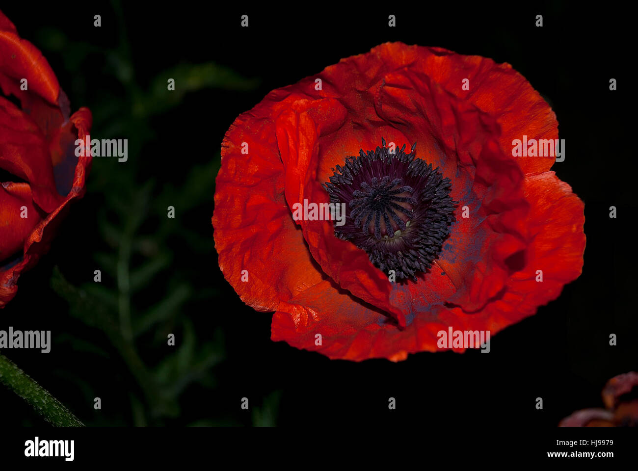 Poppy leaves hi-res stock photography and images - Alamy