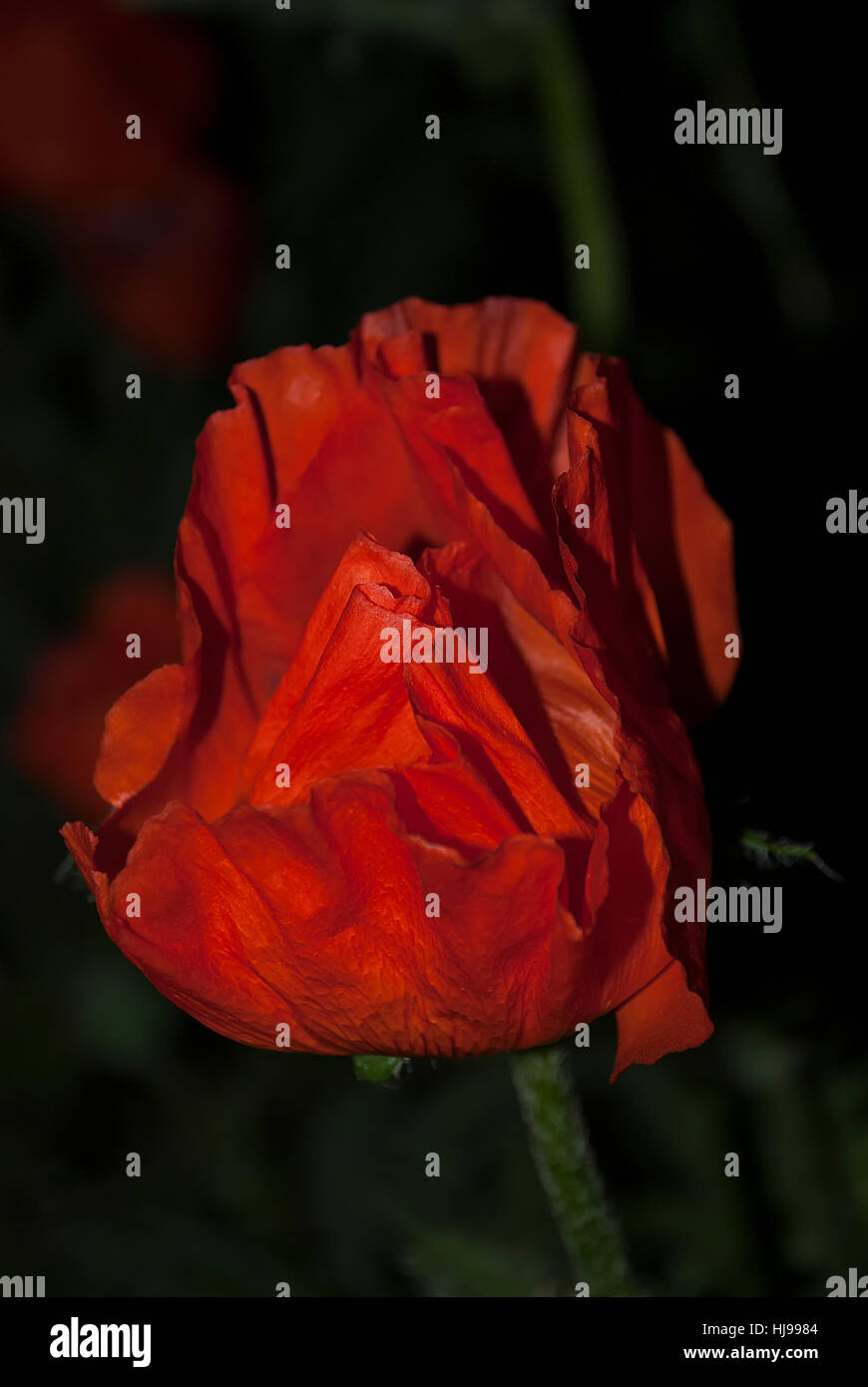 Poppy leaves hi-res stock photography and images - Alamy