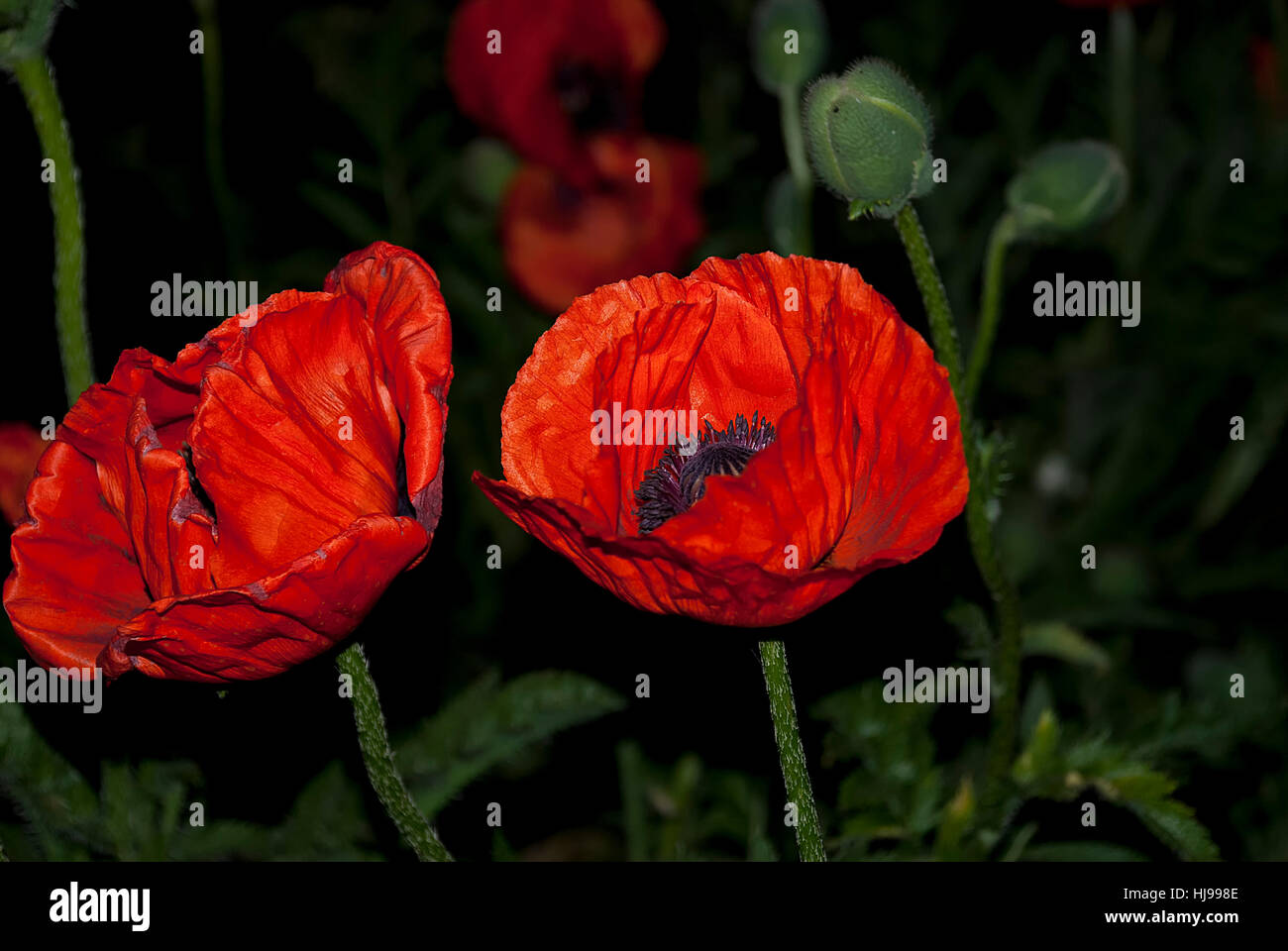 Poppy leaves hi-res stock photography and images - Alamy