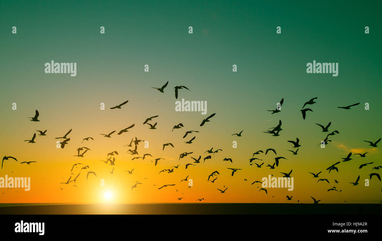 Silhouettes flock of birds over the Atlantic ocean during sunset ...