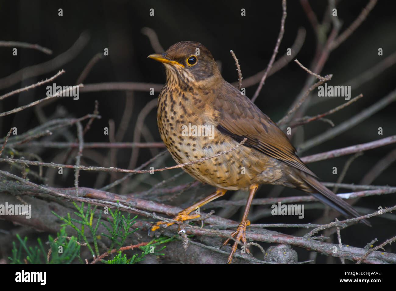 Trush bird in Falklands Stock Photo - Alamy