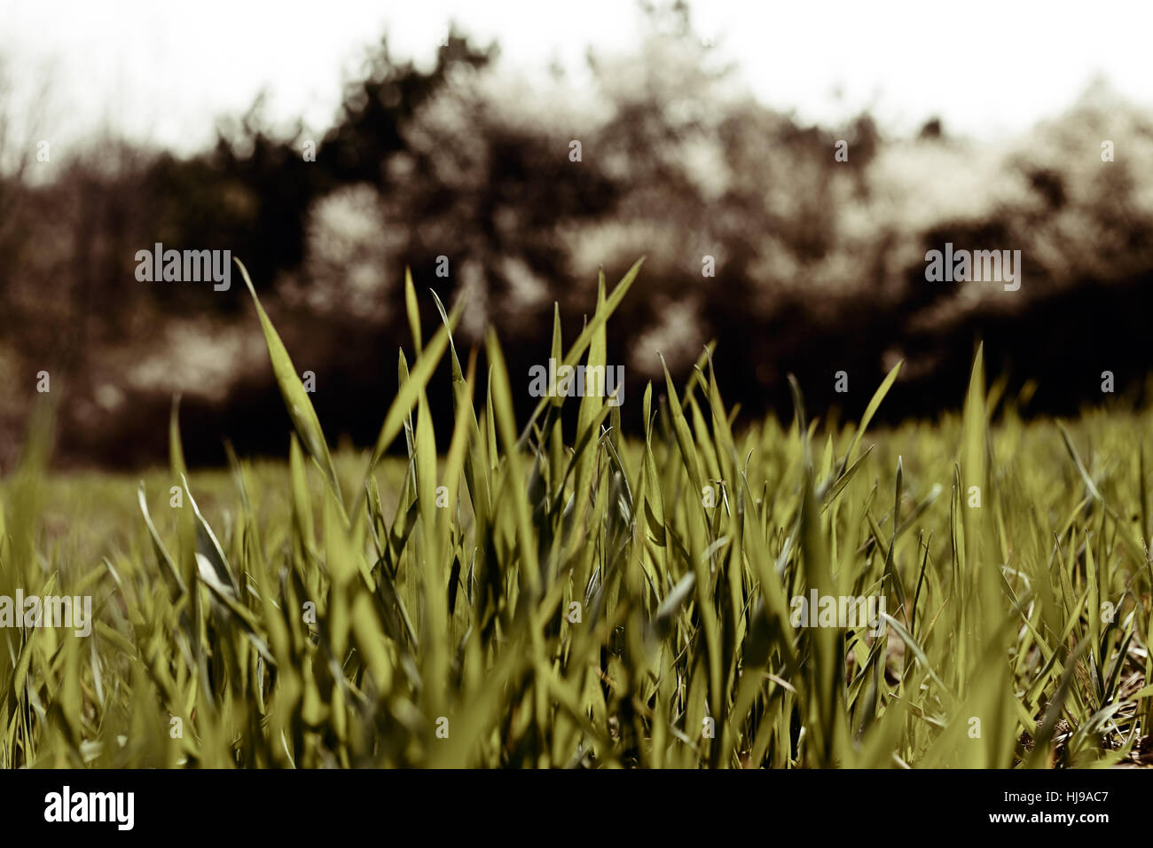 abstract long blades of grass, note shallow depth of field Stock Photo ...