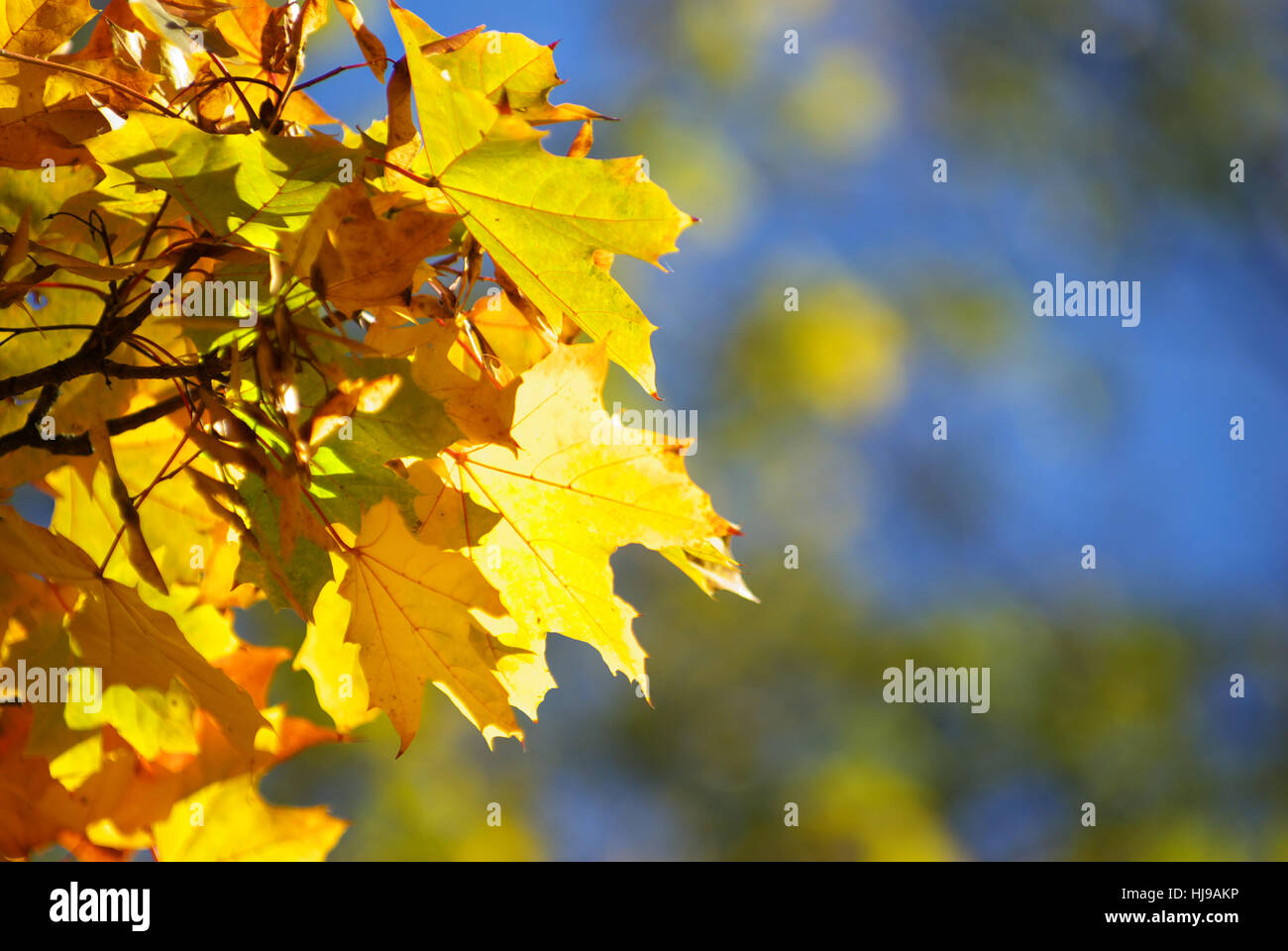 environment, enviroment, tree, leaves, branches, maple, growth, plants ...