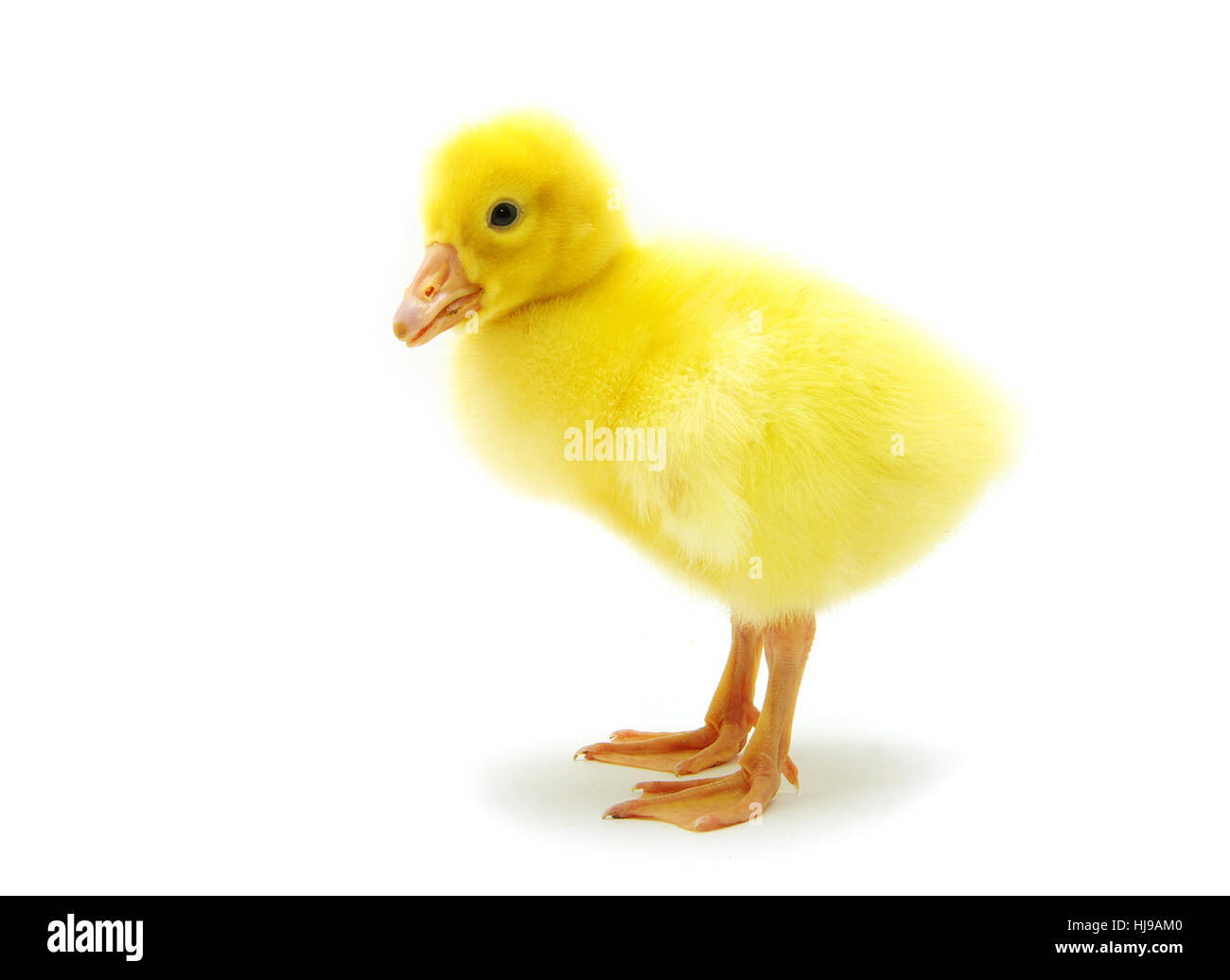 bird, field, spring, bouncing, bounces, hop, skipping, frisks, jumping ...