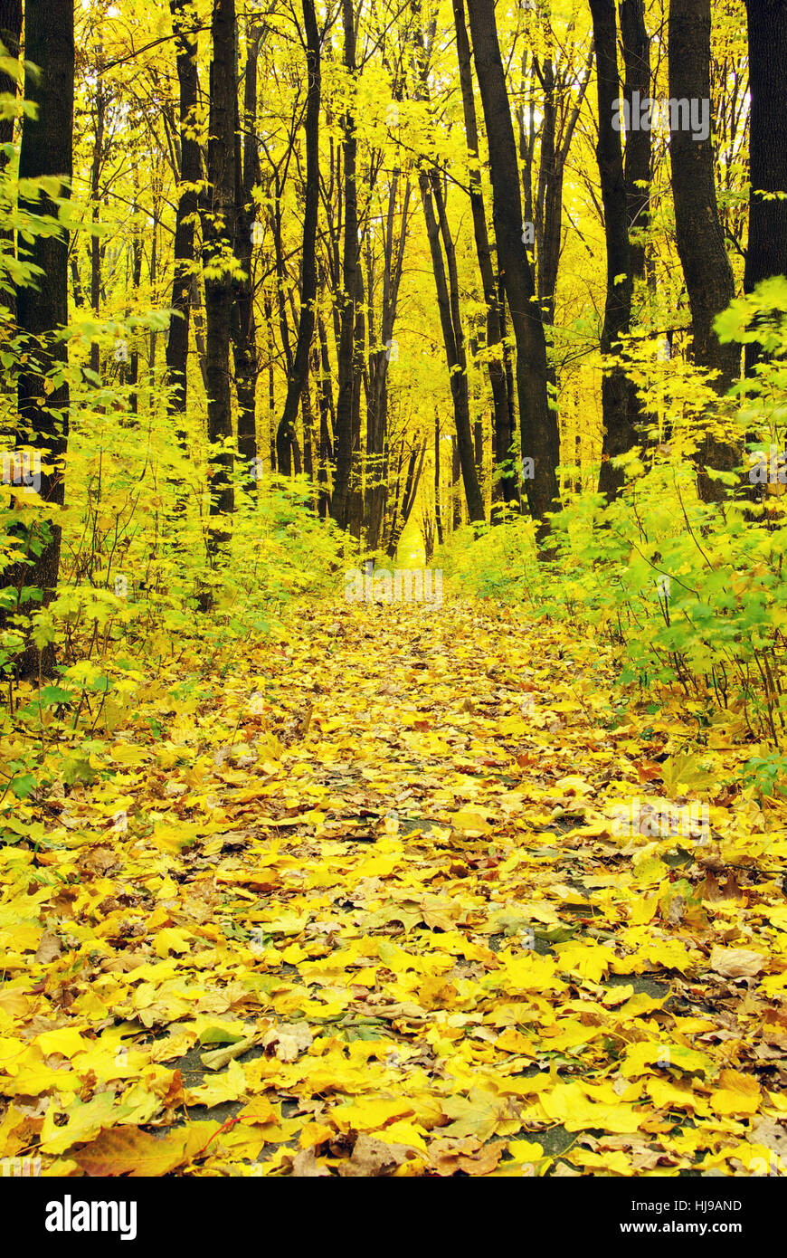 tree, trees, garden, leaves, sunlight, golden, woods, seasons, october ...